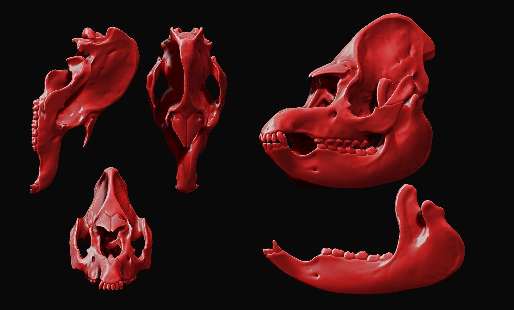 Tapir - Tapirus Skull 3D model 3D printable | CGTrader