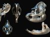 Tapir - Tapirus Skull 3D model 3D printable | CGTrader