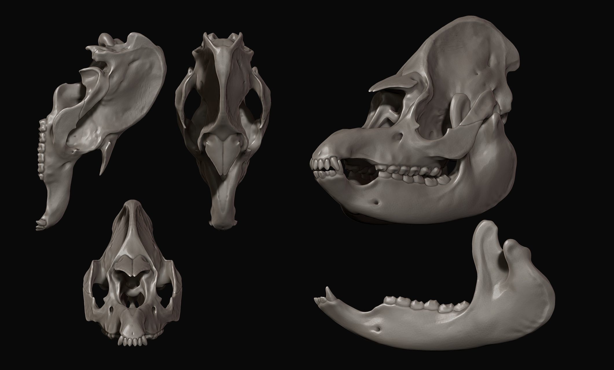 Tapir - Tapirus Skull 3D model 3D printable | CGTrader