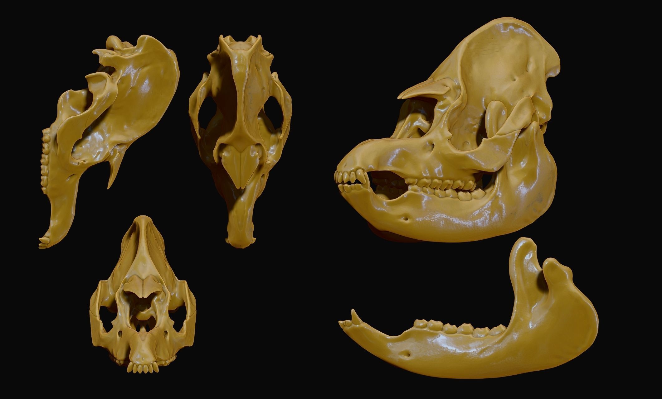 Tapir - Tapirus Skull 3D model 3D printable | CGTrader