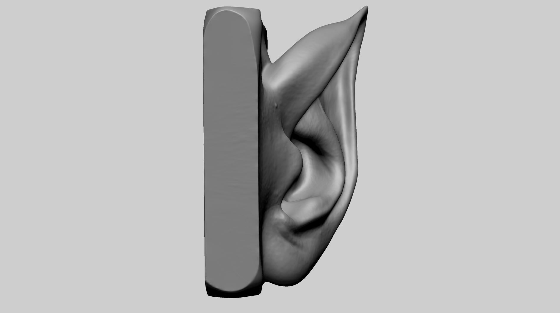 Ear Model C 3D model | CGTrader