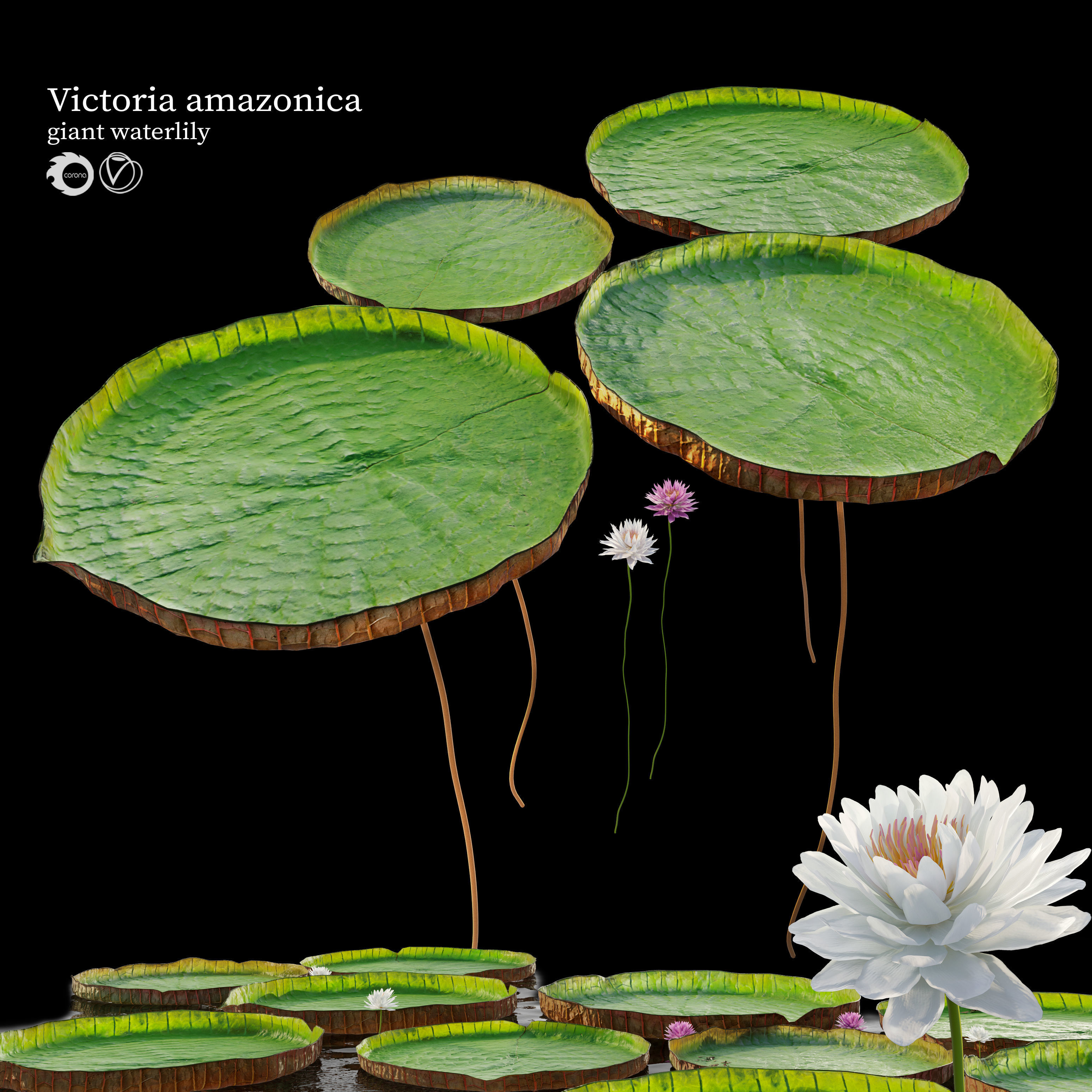 Victoria water lily 3D model | CGTrader