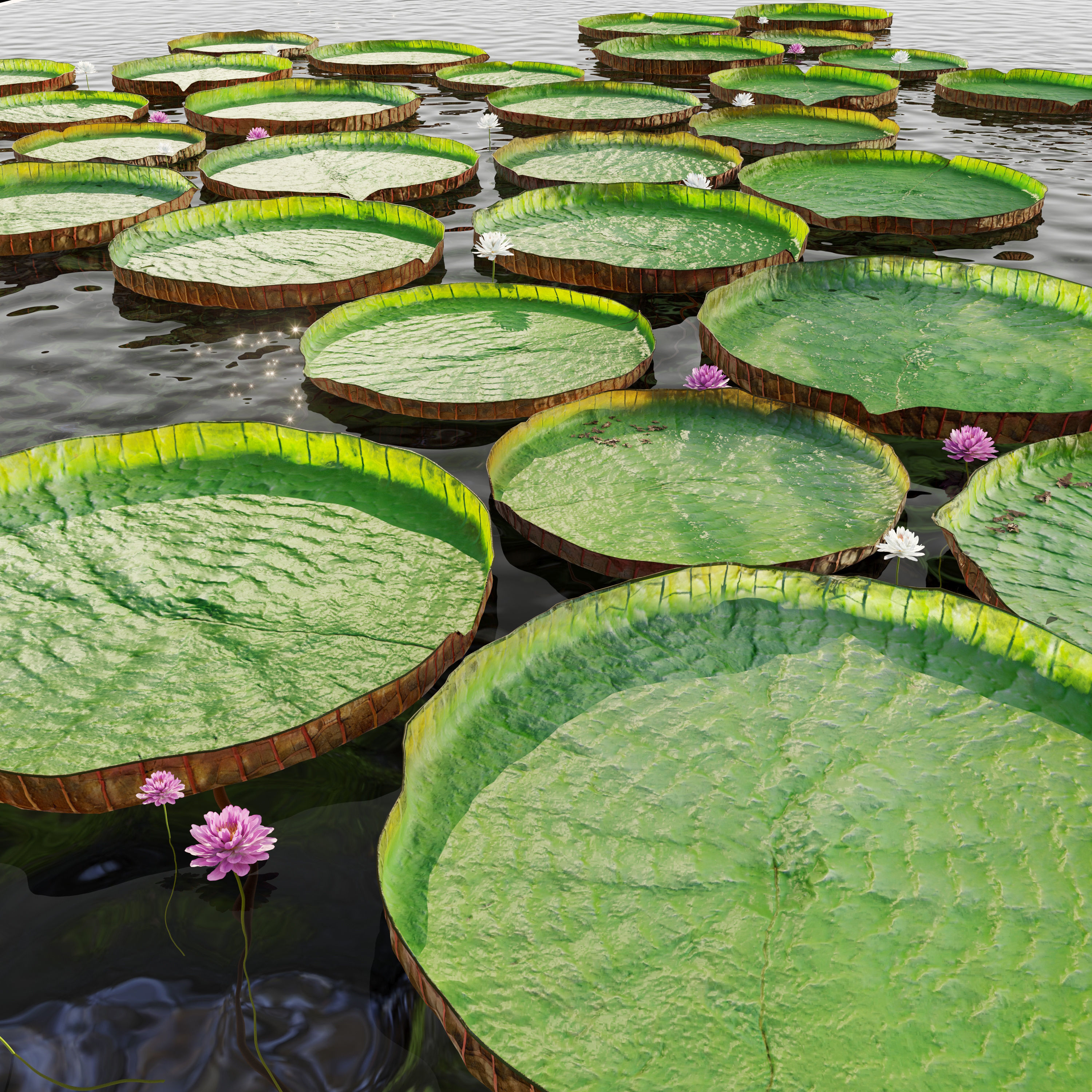 Victoria water lily 3D model | CGTrader