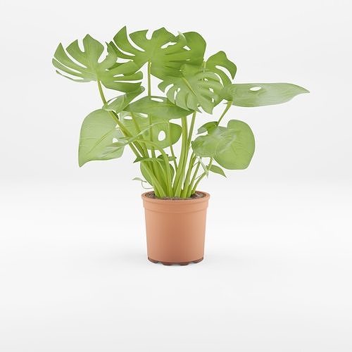 3D model Swiss Cheese Plant 3D Model VR / AR / low-poly | CGTrader