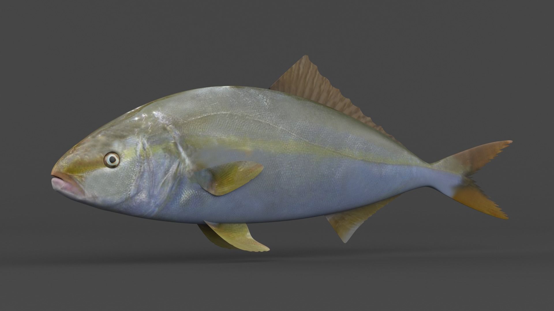 Amberjack Fish 3D model | CGTrader