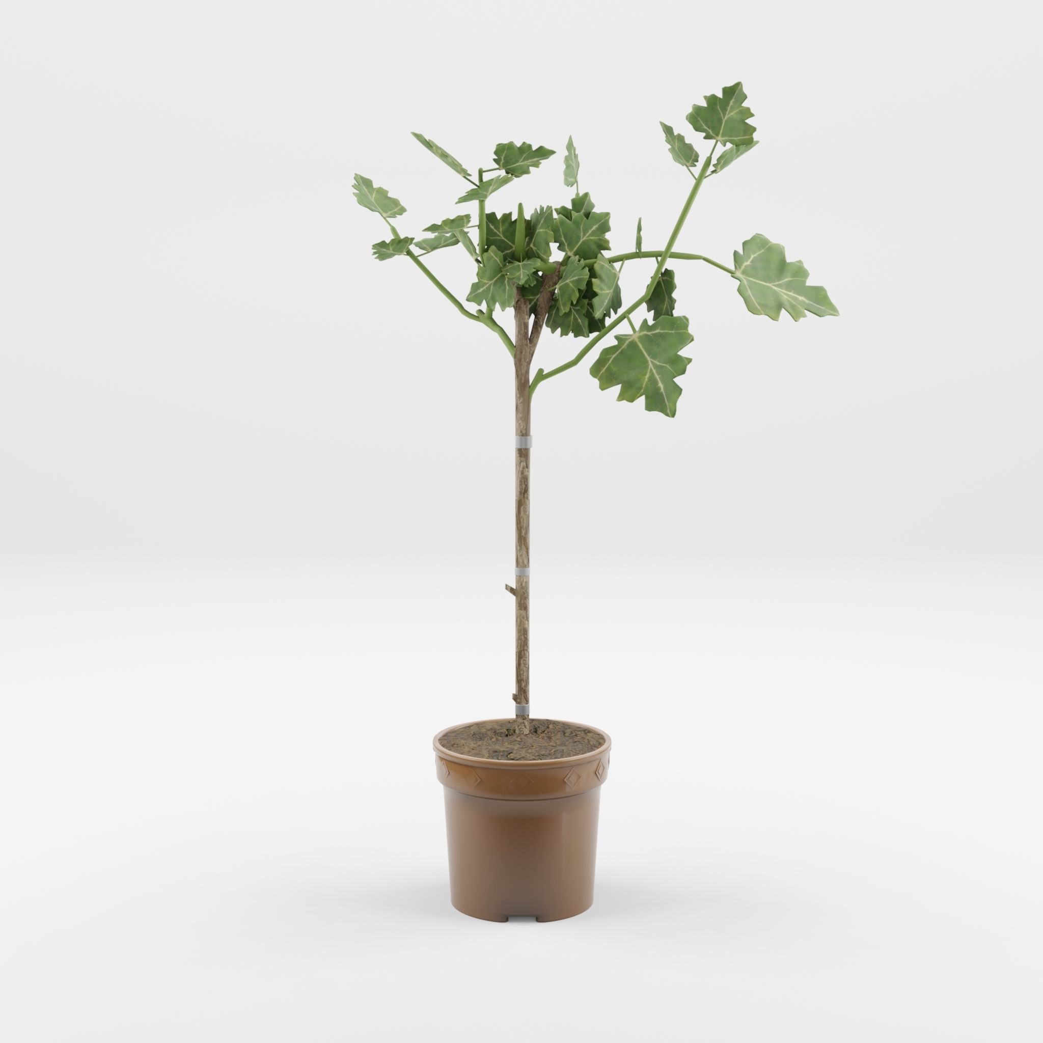 3D model Chinese Banyan Ficus Carica 3D Model VR / AR / low-poly | CGTrader