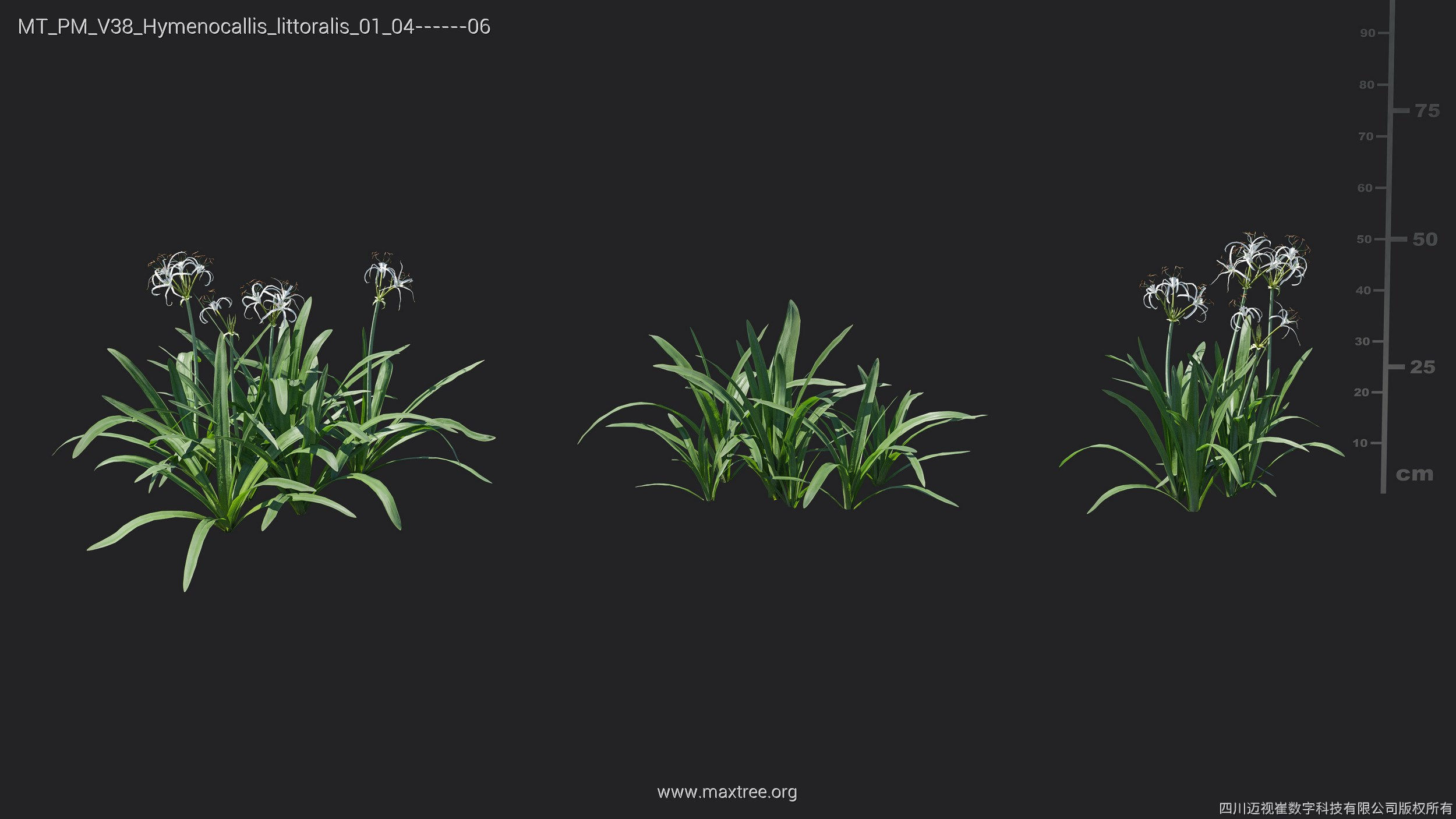 Maxtree Plant Models Vol 38 - Mesh 3D model | CGTrader