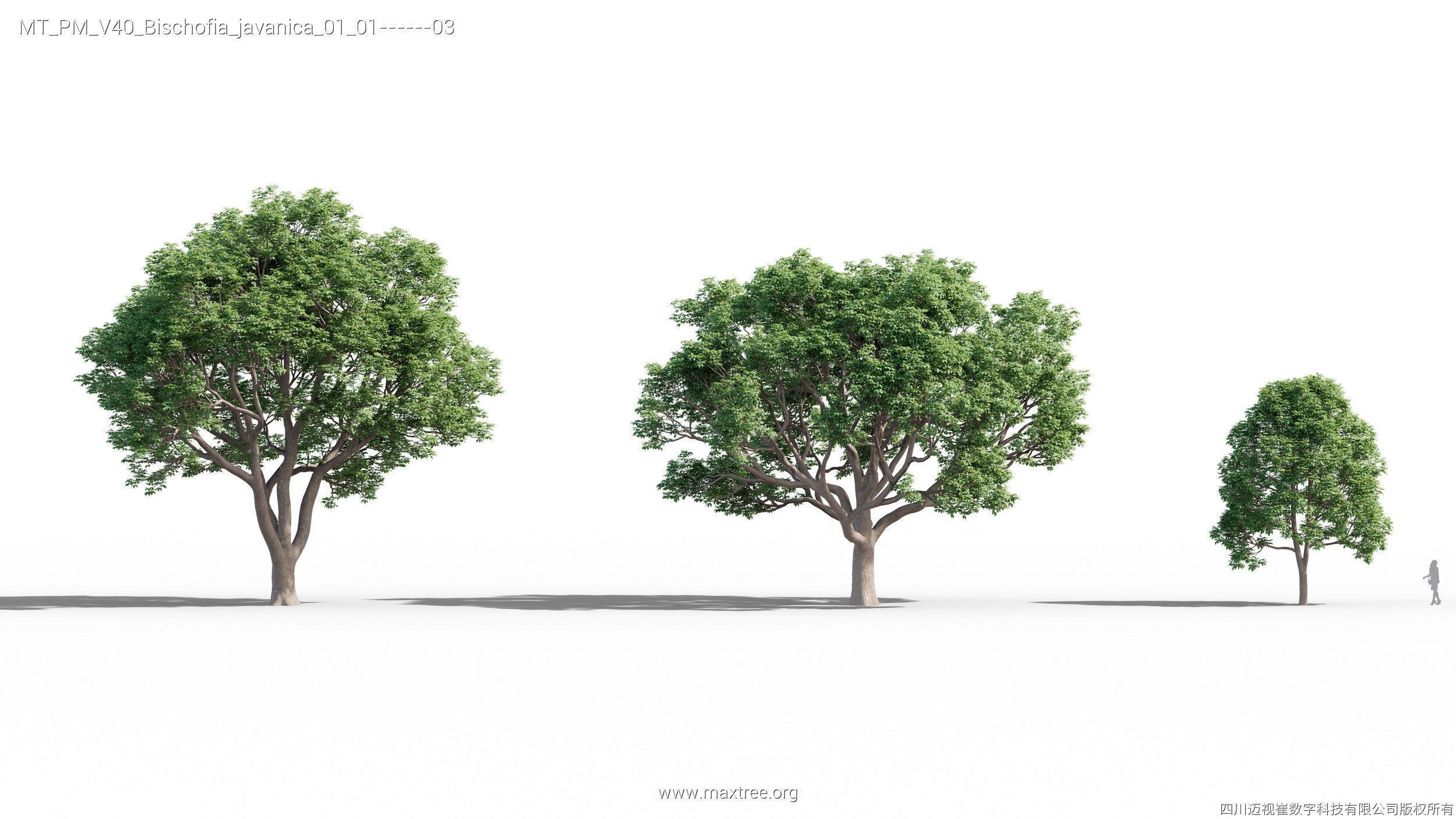 Maxtree Plant Models Vol 40 - Mesh 3D model | CGTrader