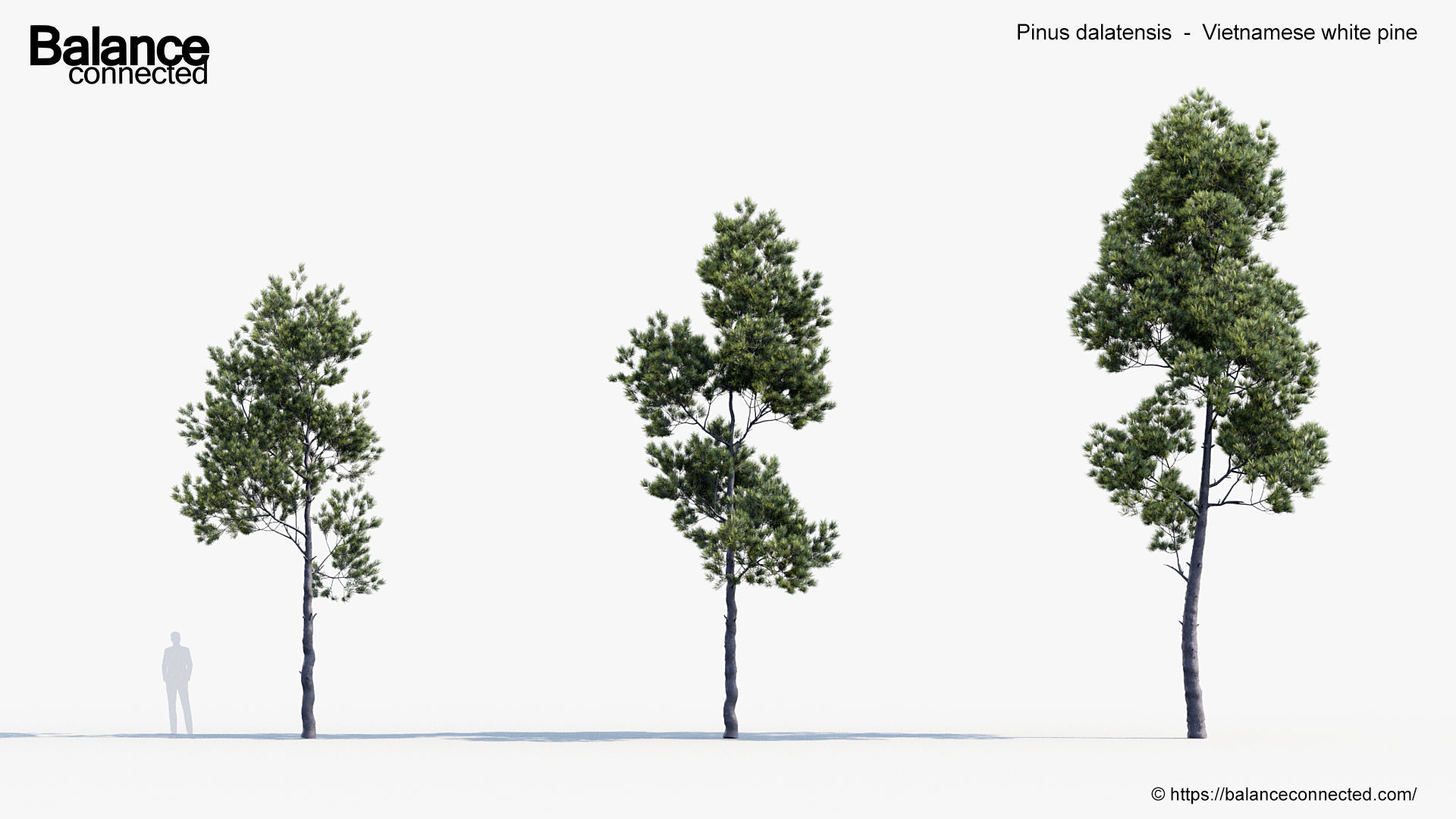 Pinus dalatensis Vietnamese white pine 3D Model 3D model | CGTrader