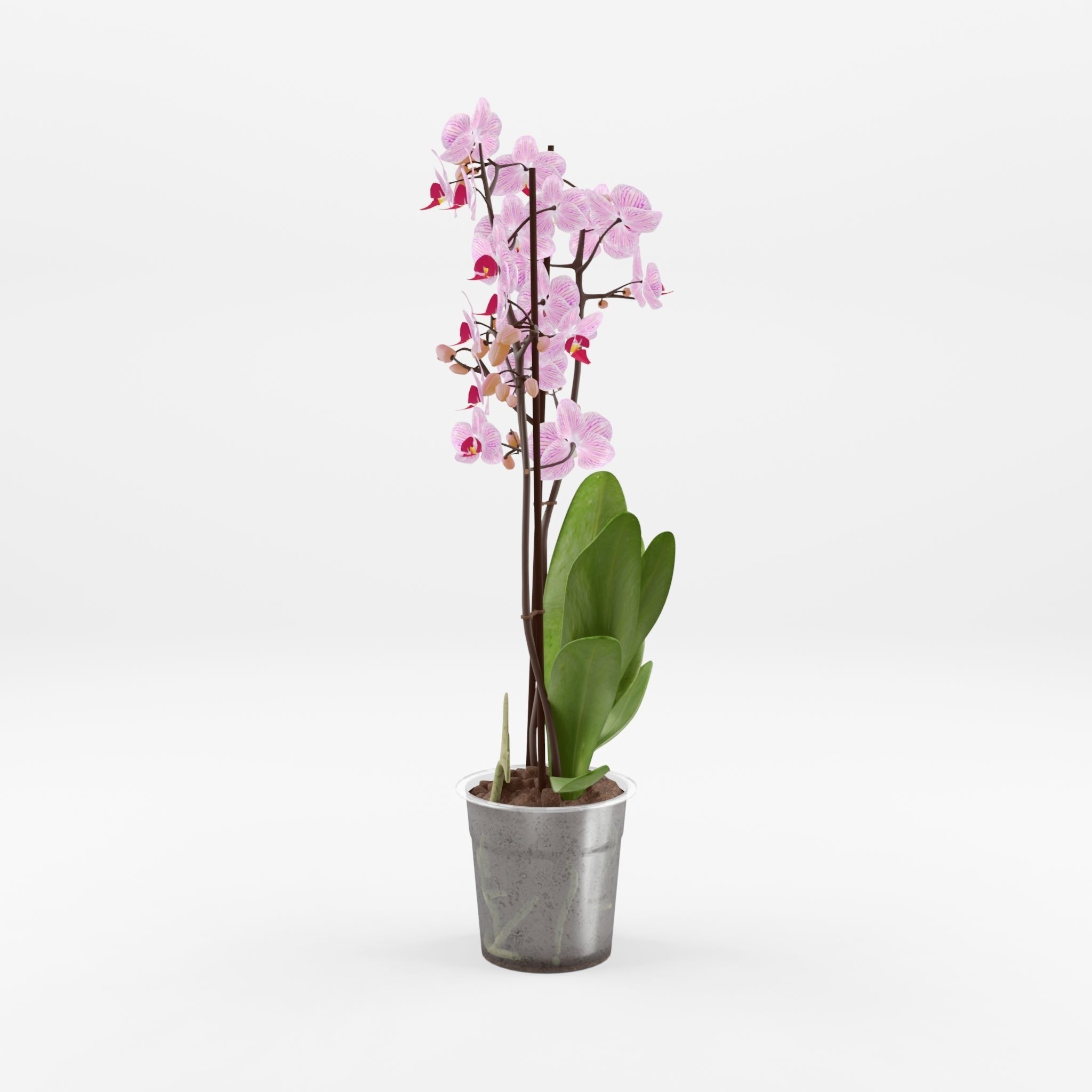 3D model Moth Orchid Phalaenopsis 3D Model VR / AR / low-poly | CGTrader
