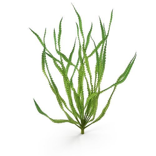 Crinum calamistratum 3D model | CGTrader