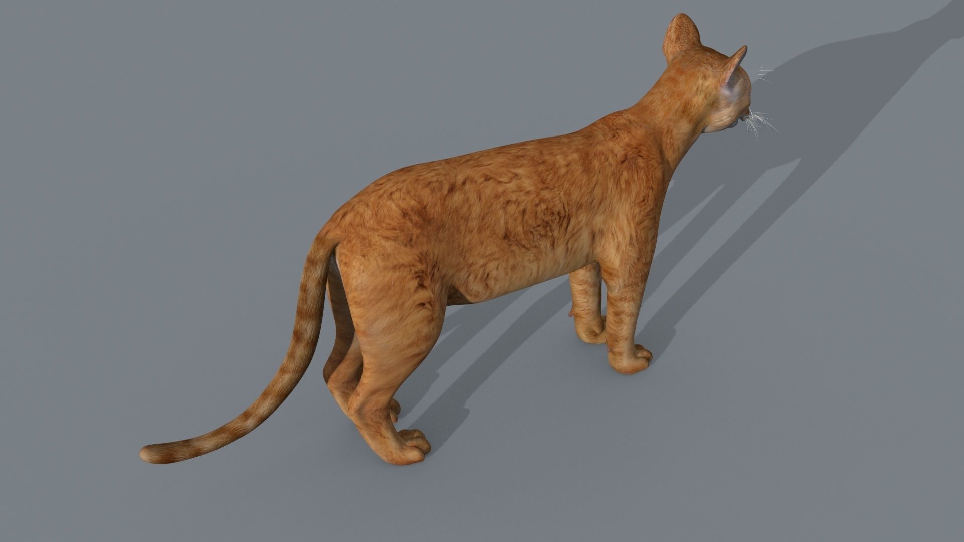 My Cat 8K - 3d animated model 3D model animated rigged | CGTrader