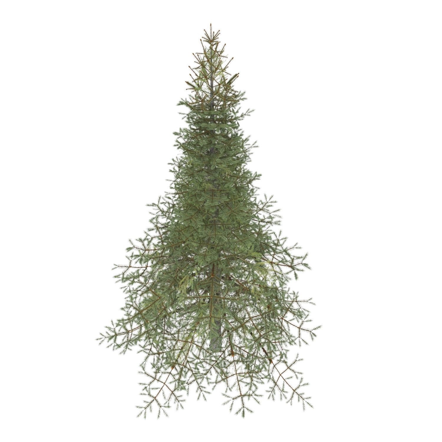 White Fir Tree 3D model | CGTrader