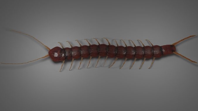 Millipede Arthropod Insect free VR / AR / low-poly 3D model animated ...