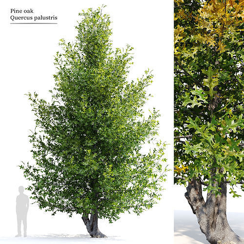 Pine oak tree 3D model | CGTrader