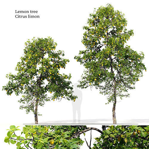 lemon tree 3D model | CGTrader