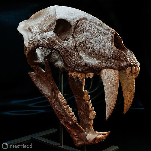 Saber Tooth Cat Skull