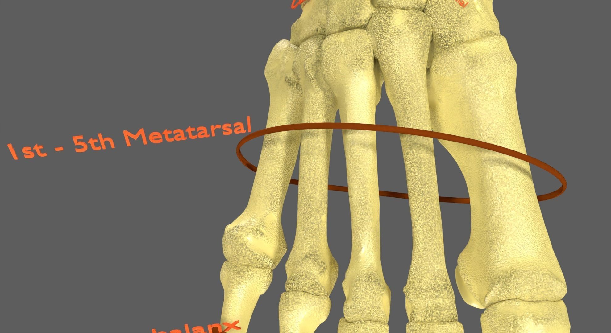 Limbs With Girdle bones name parts text labelled 3D model animated ...