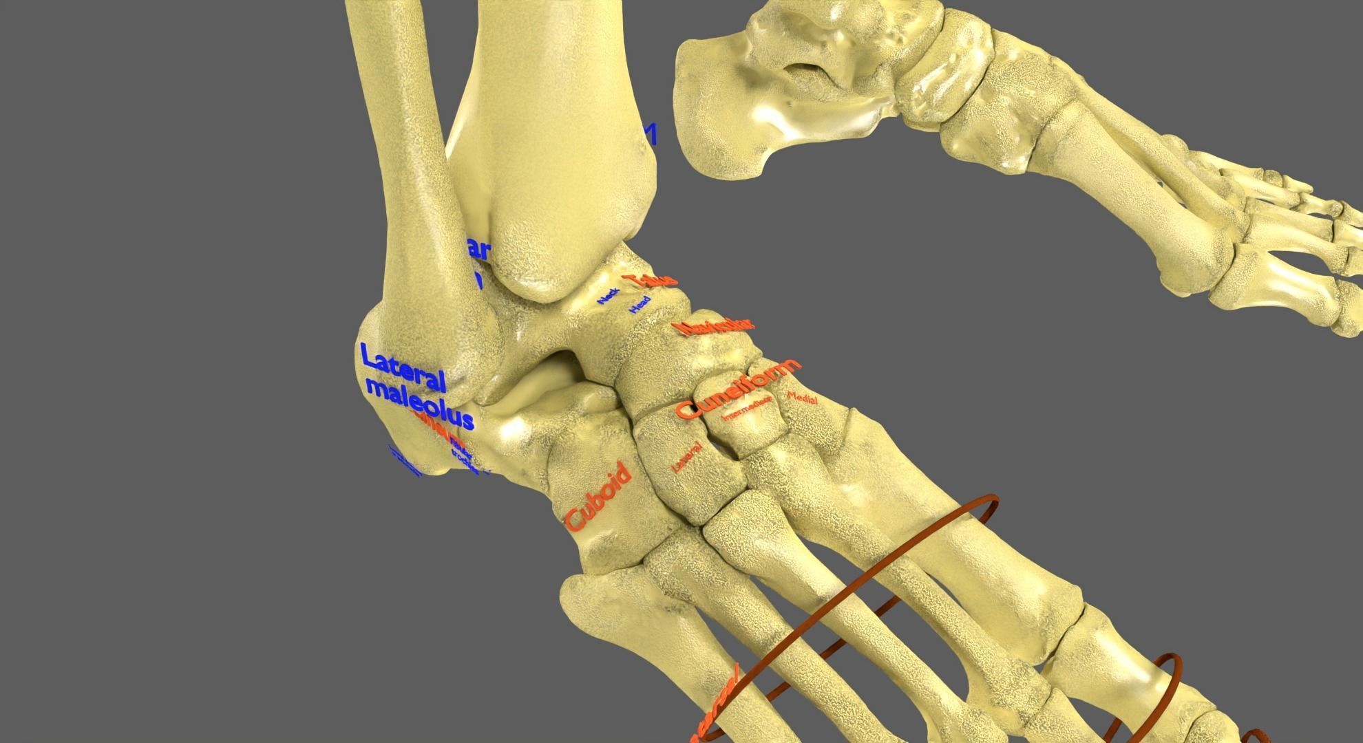 Limbs With Girdle bones name parts text labelled 3D model animated ...