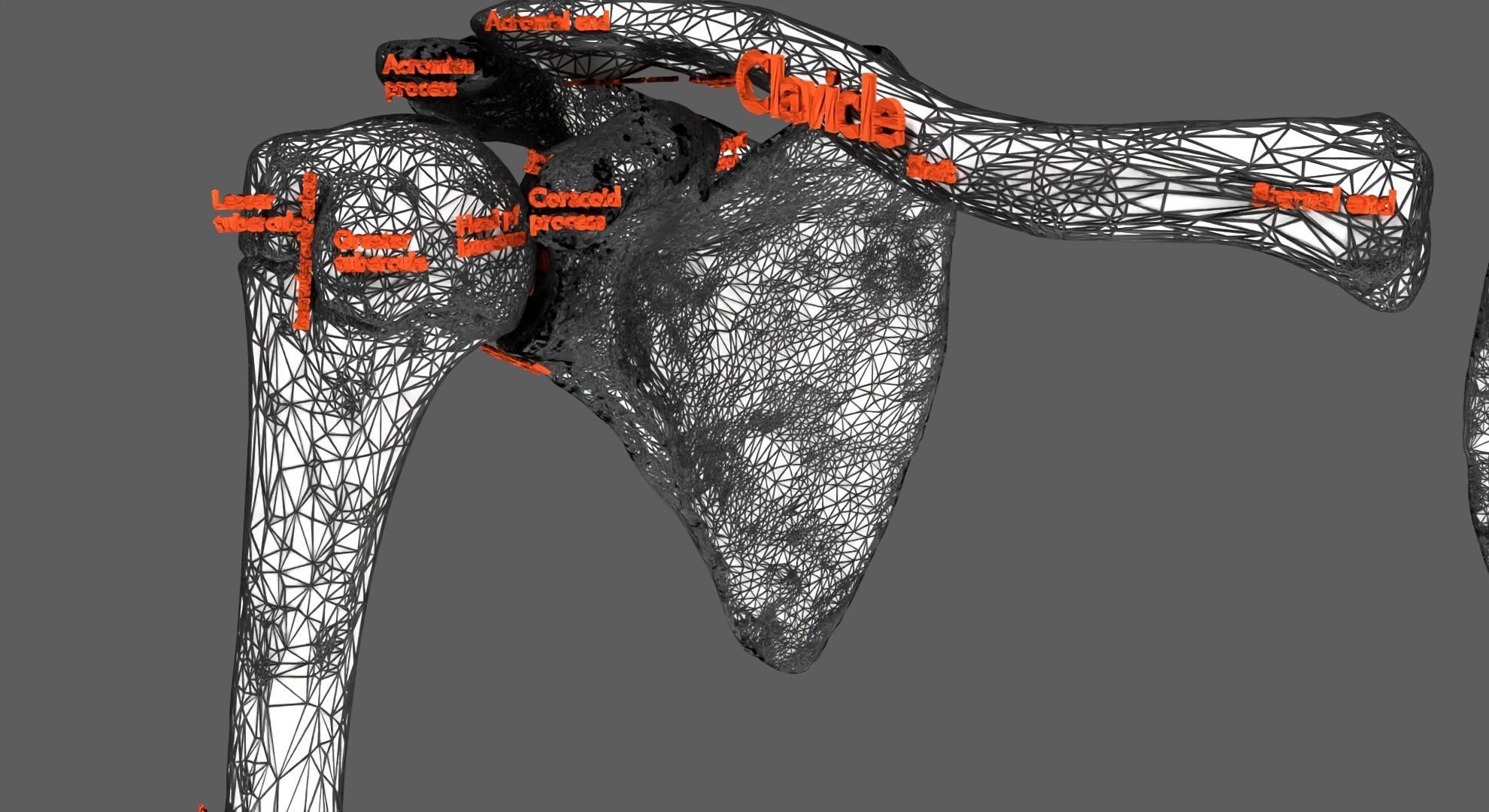 Limbs With Girdle bones name parts text labelled 3D model animated ...