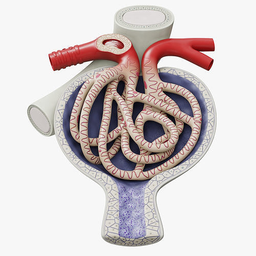 Renal Corpuscle Model Labeled