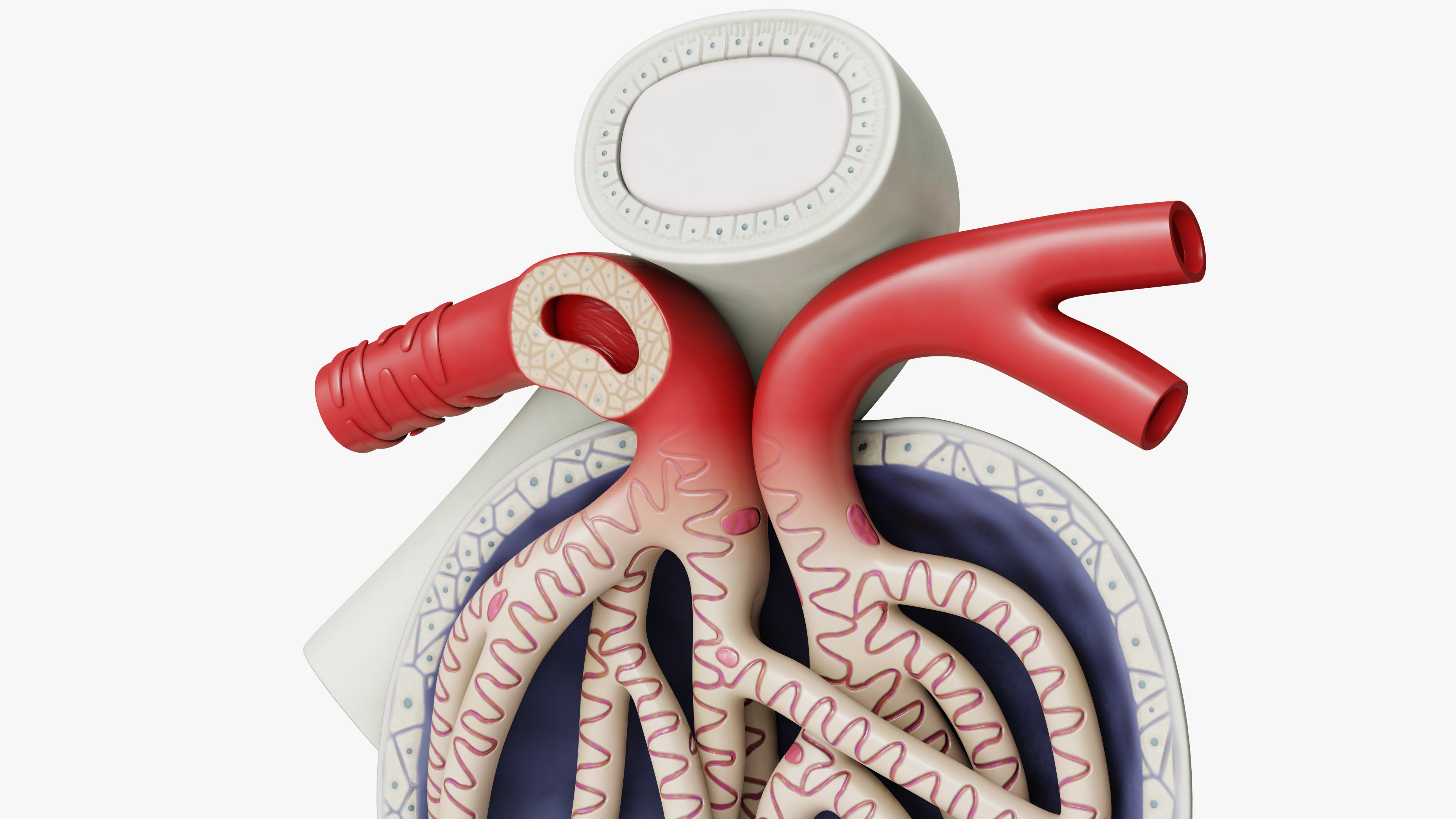 Professional Human Glomerular Bowmans Capsule Capsula Glomeruli 3d