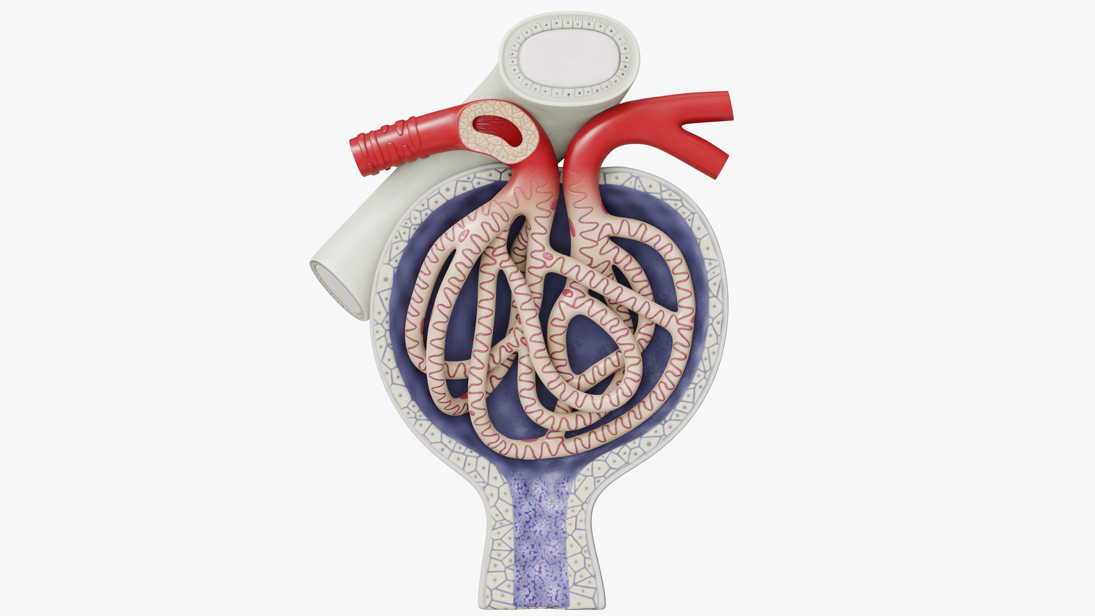 Professional human glomerular bowmans capsule capsula glomeruli 3D model | CGTrader