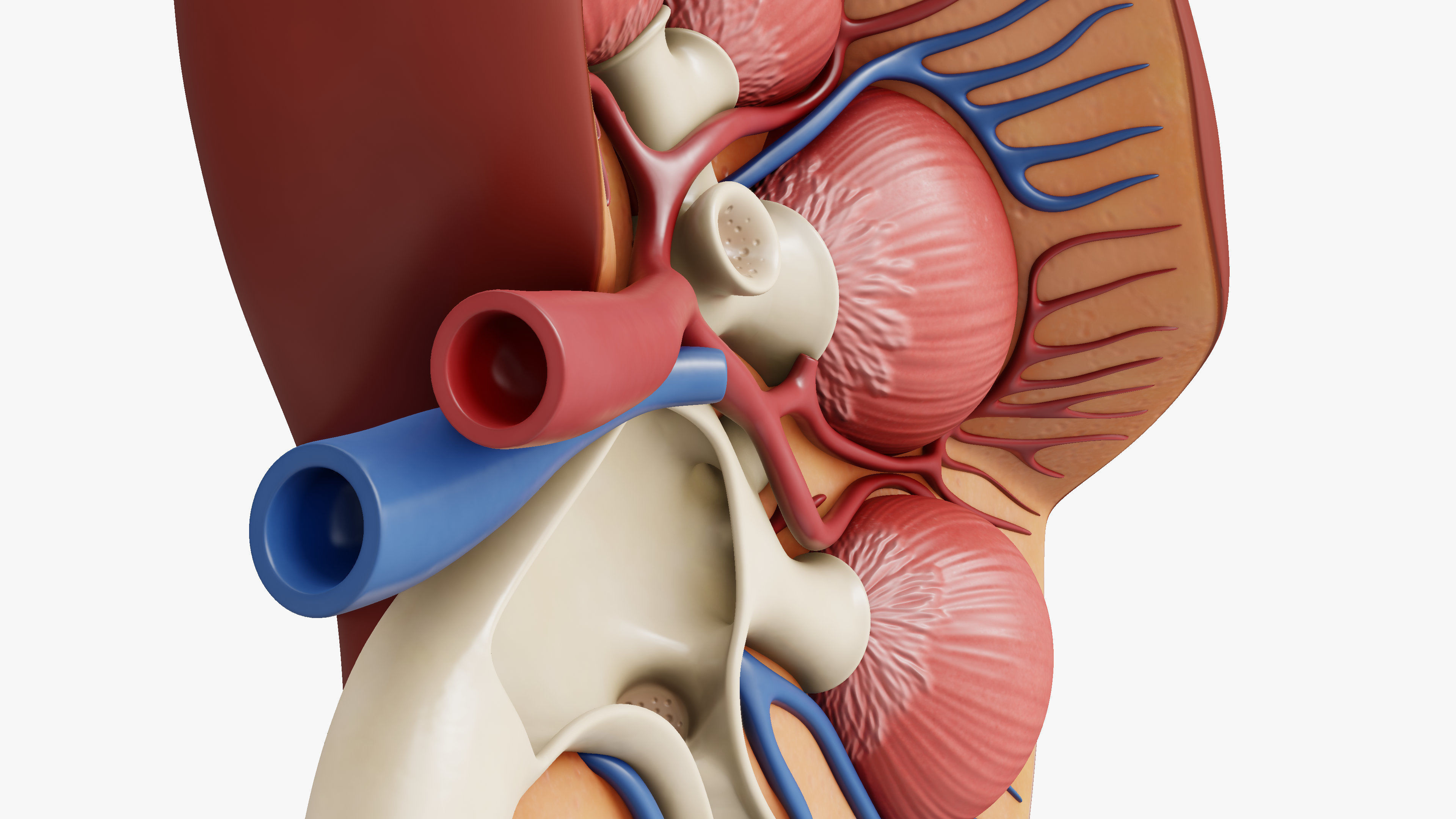 Professional human kidney 3D model 3D model | CGTrader