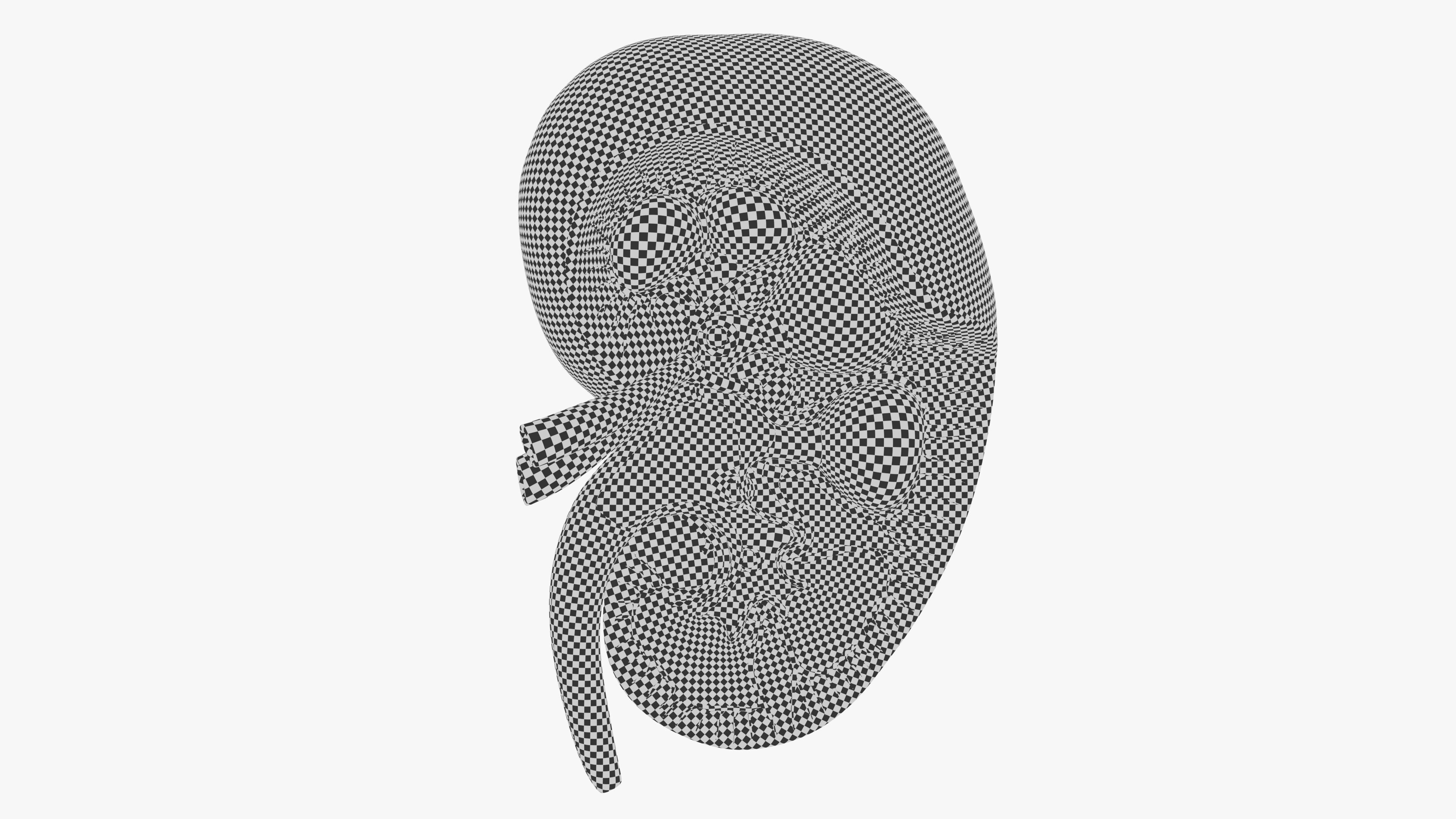 Professional human kidney 3D model 3D model | CGTrader