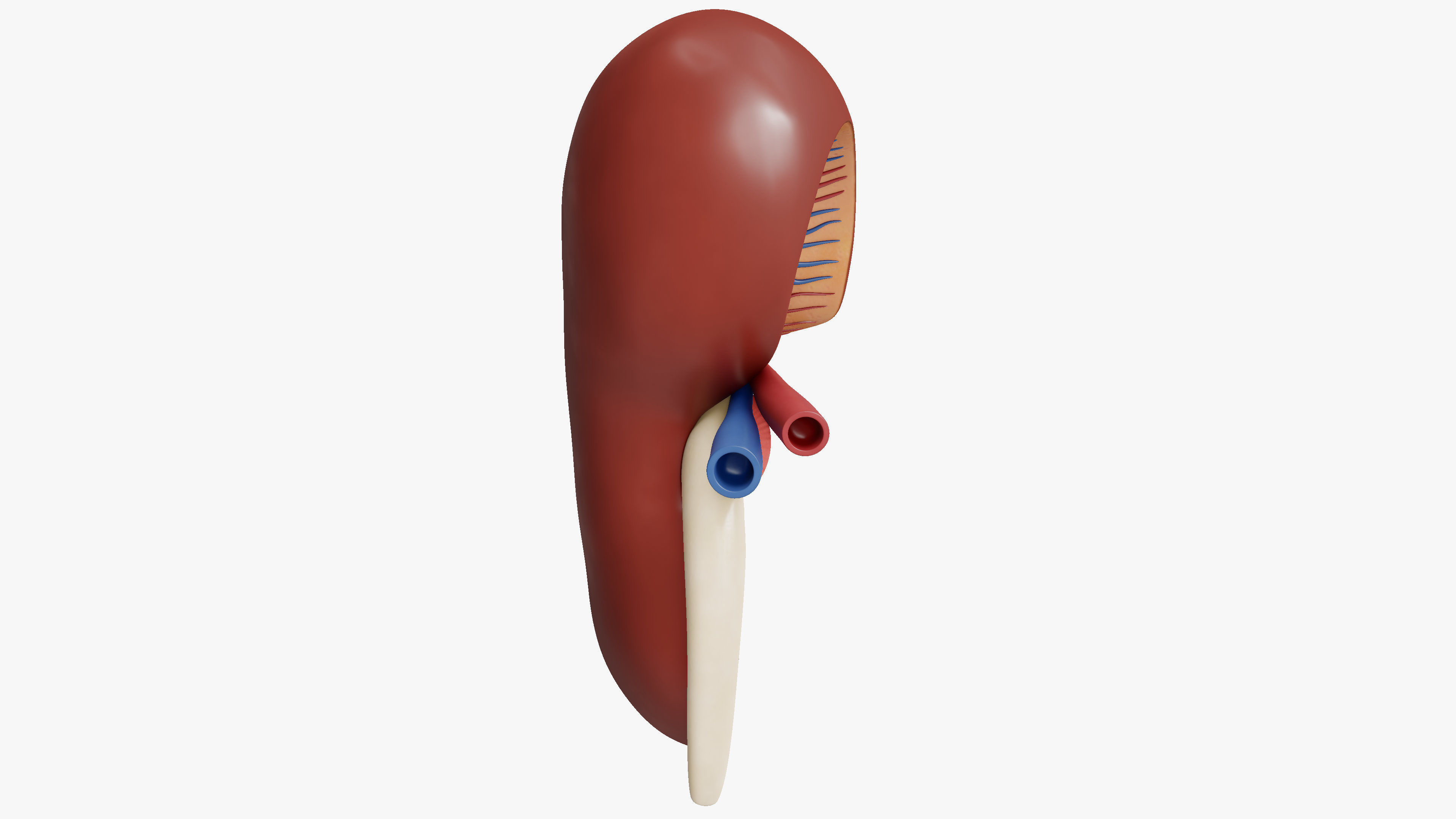 Professional human kidney 3D model 3D model | CGTrader