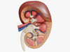 Professional human kidney 3D model 3D model | CGTrader