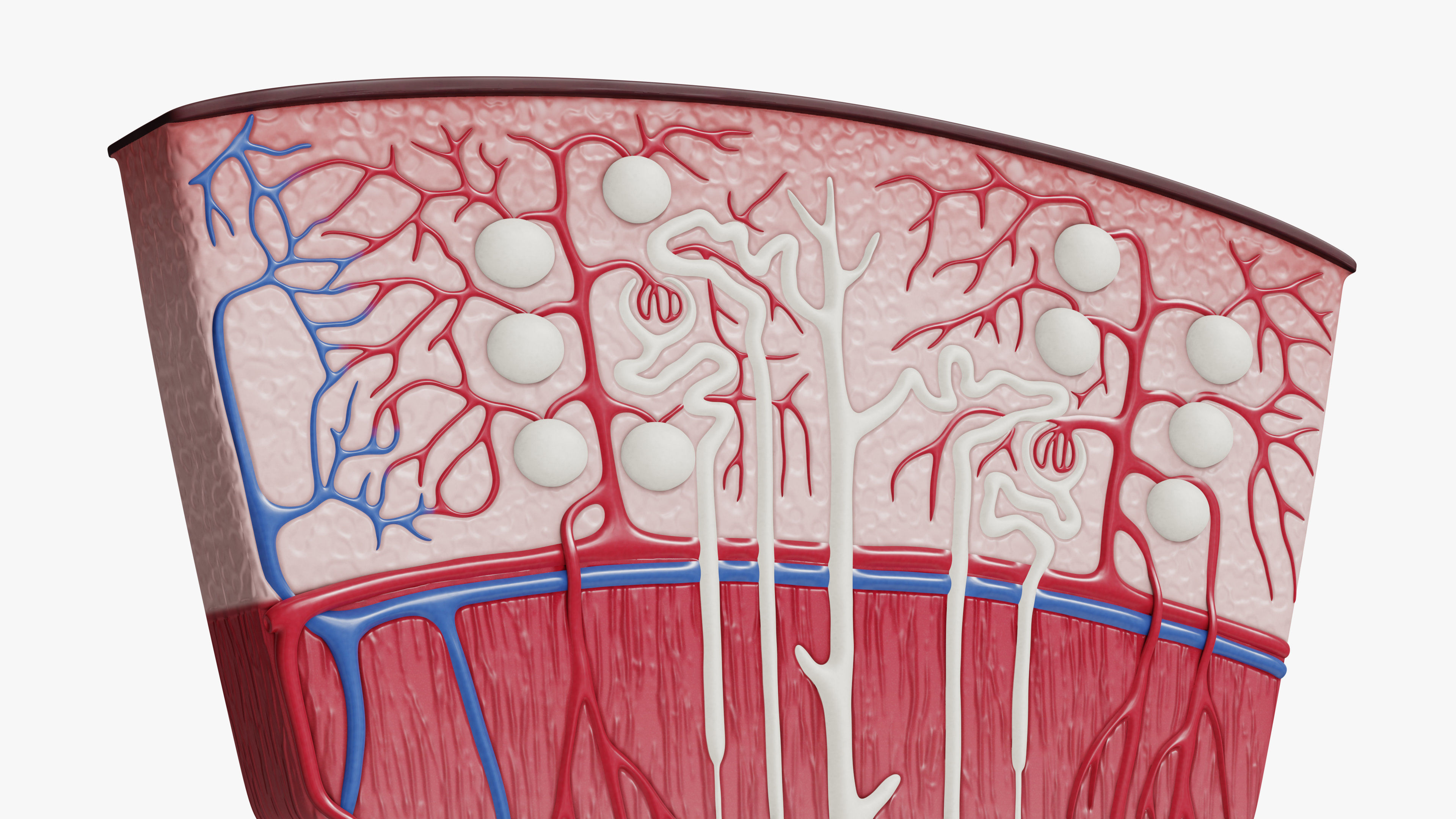 Professional human kidney nephron 3D model 3D model | CGTrader