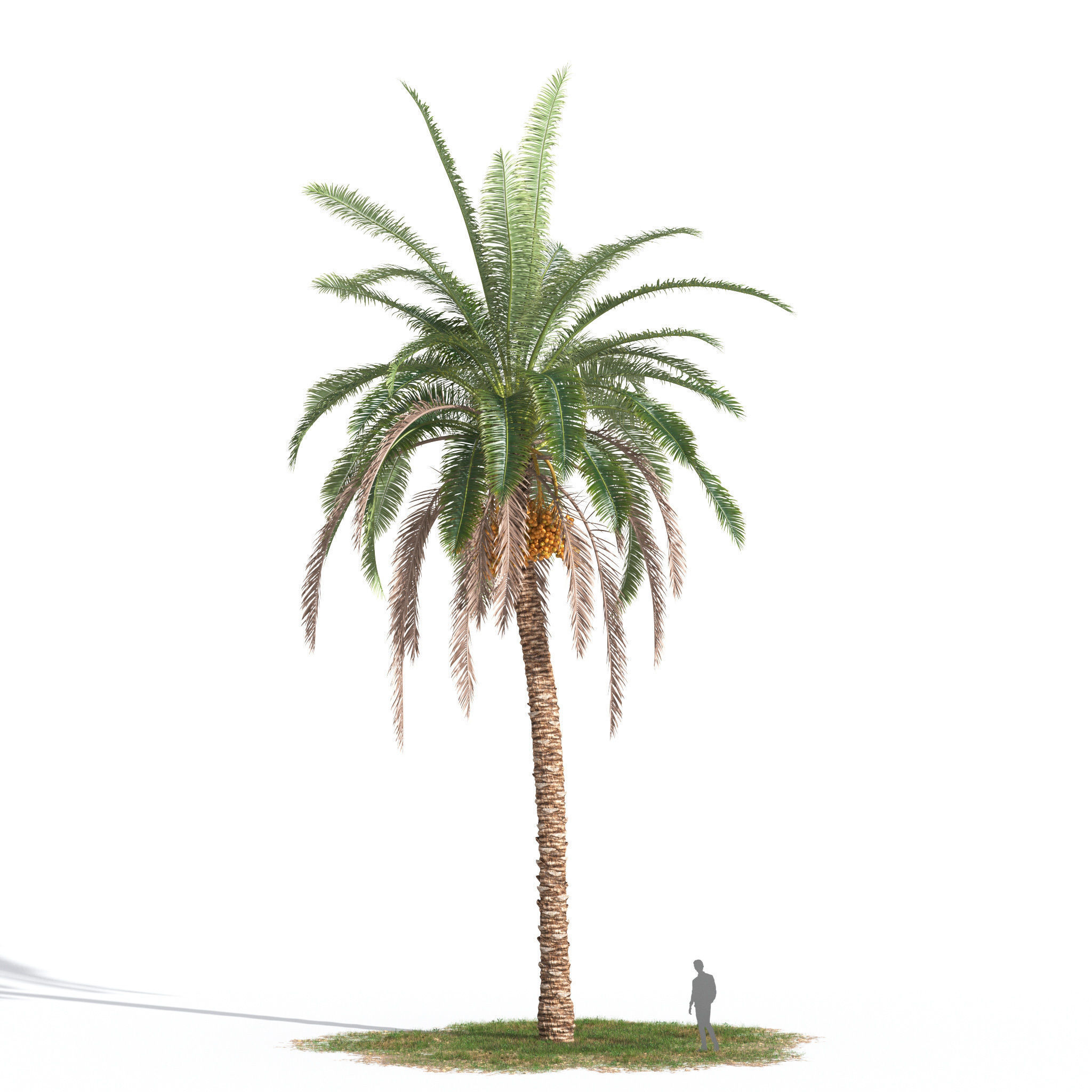 Archmodels vol 269 for 3dsmax collection of Mediterranean trees 3D ...