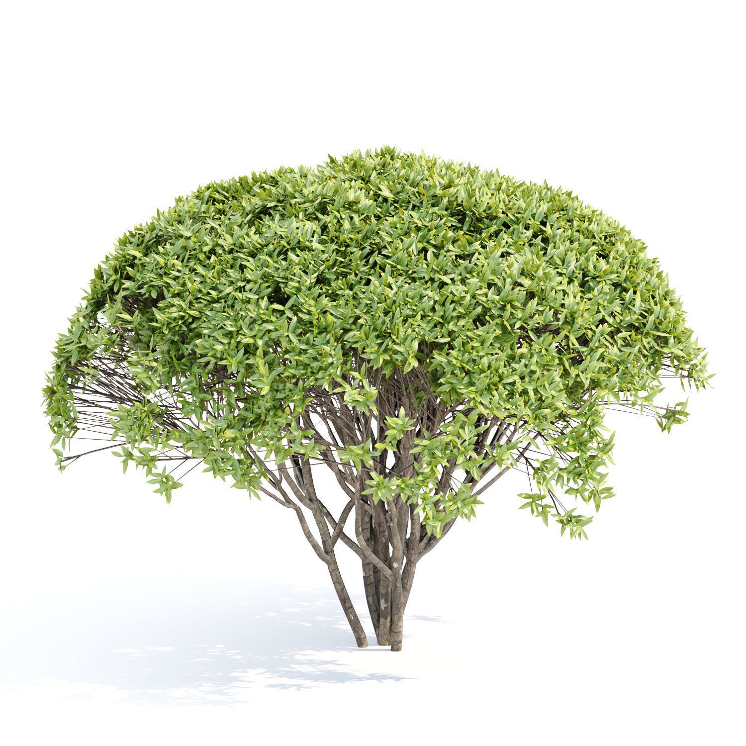 60 Bush models collection vol 10 3D Model | CGTrader