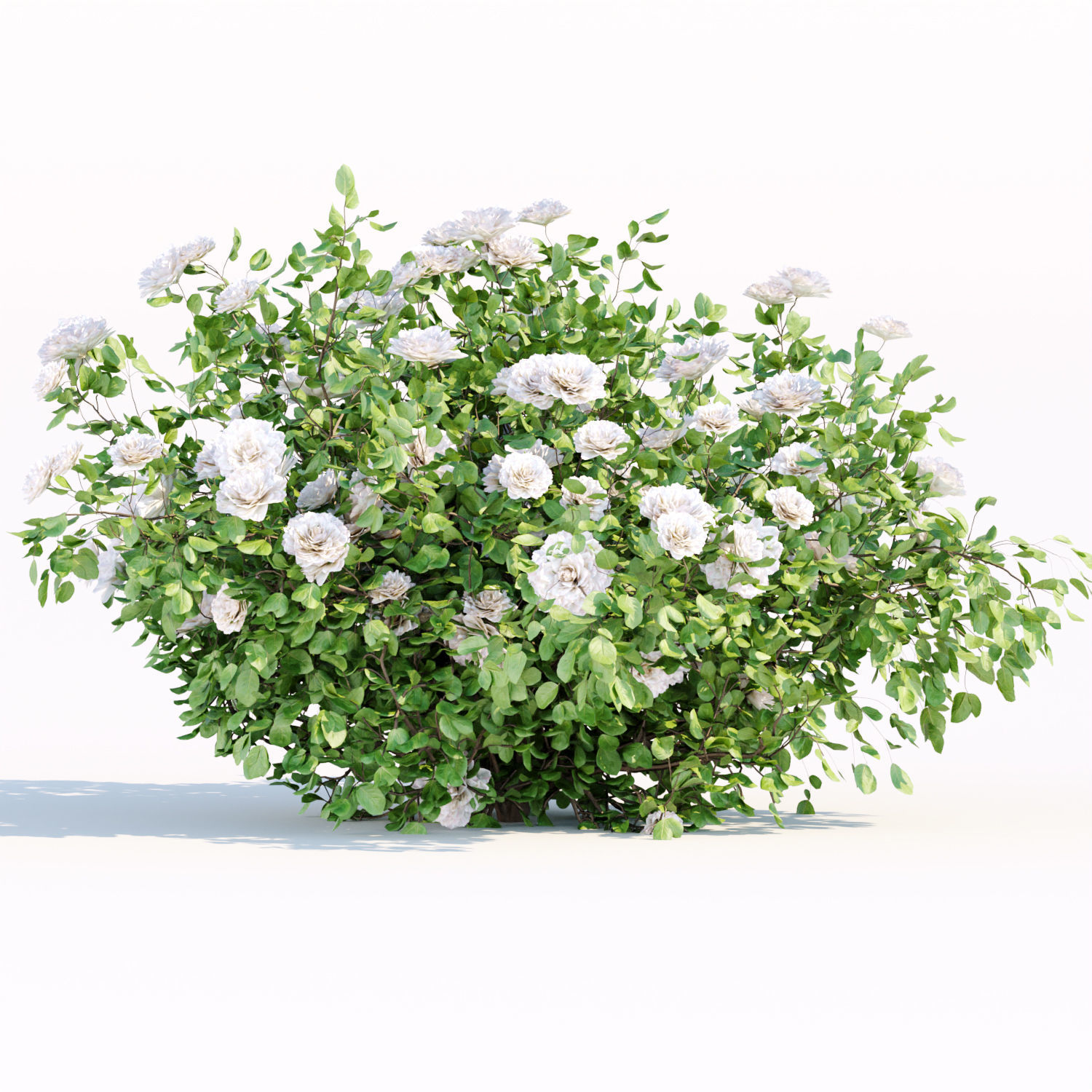 60 Bush models collection vol 10 3D Model | CGTrader