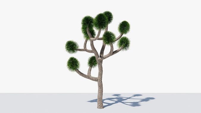 3D model Joshua Tree or Yucca Palm v4 VR / AR / low-poly | CGTrader