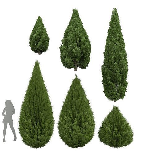 Juniperus scopulorum Juniperus chinensis Spartan Taylor Juniper 3D model | CGTrader