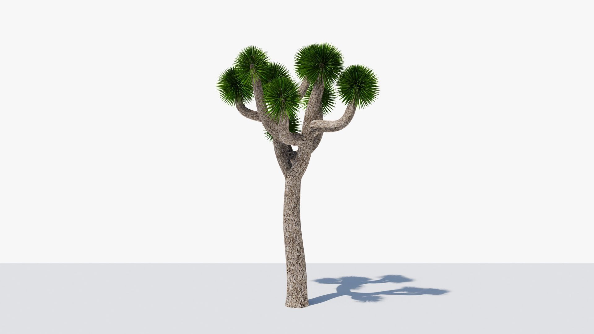 3D model Joshua Tree or Yucca Palm v5 VR / AR / low-poly | CGTrader