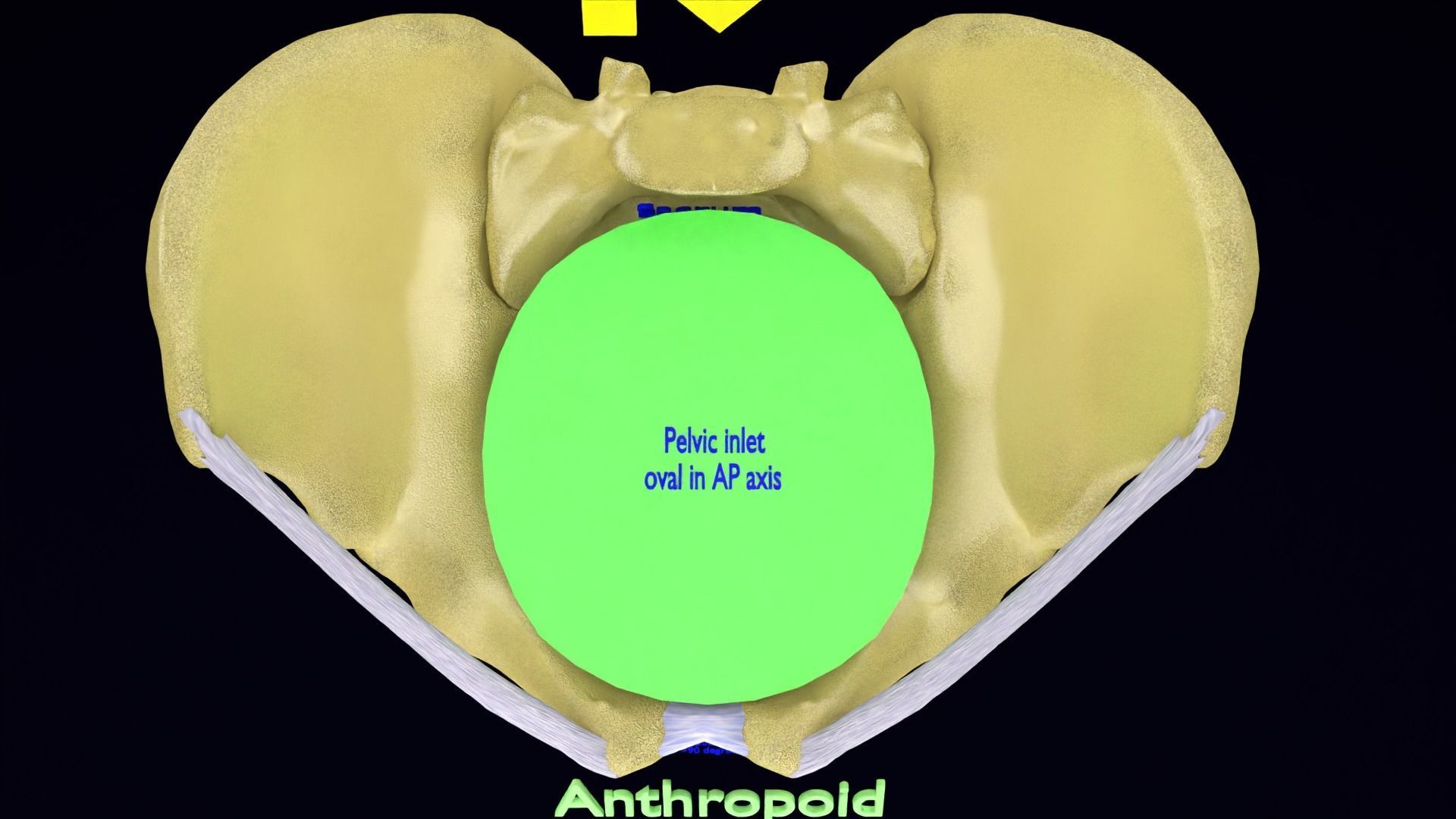 Pelvis types hip bone labelled detailed 3D model animated | CGTrader