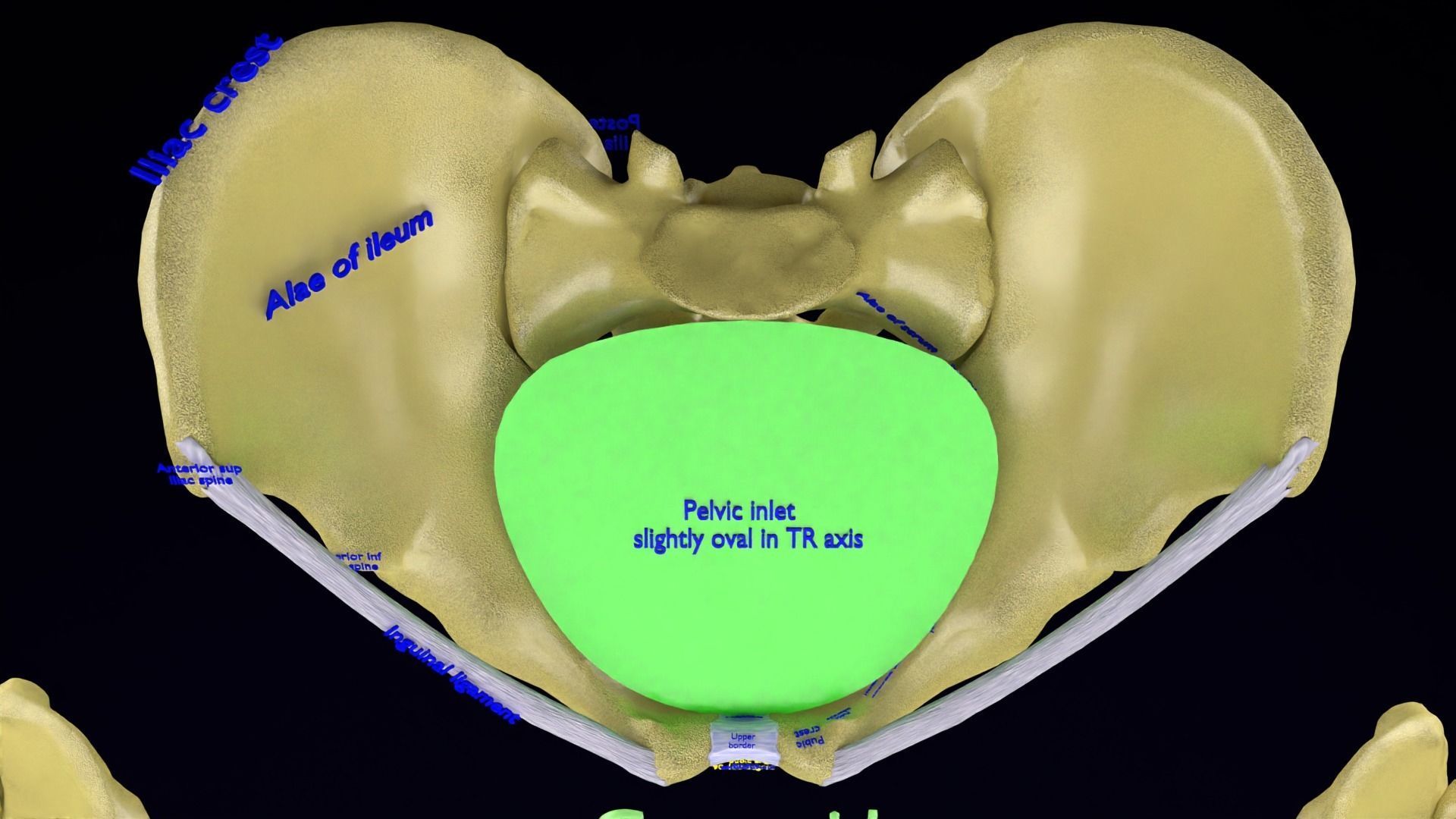 Pelvis types hip bone labelled detailed 3D model animated | CGTrader