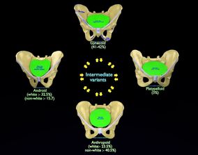 Types 3D Models | CGTrader
