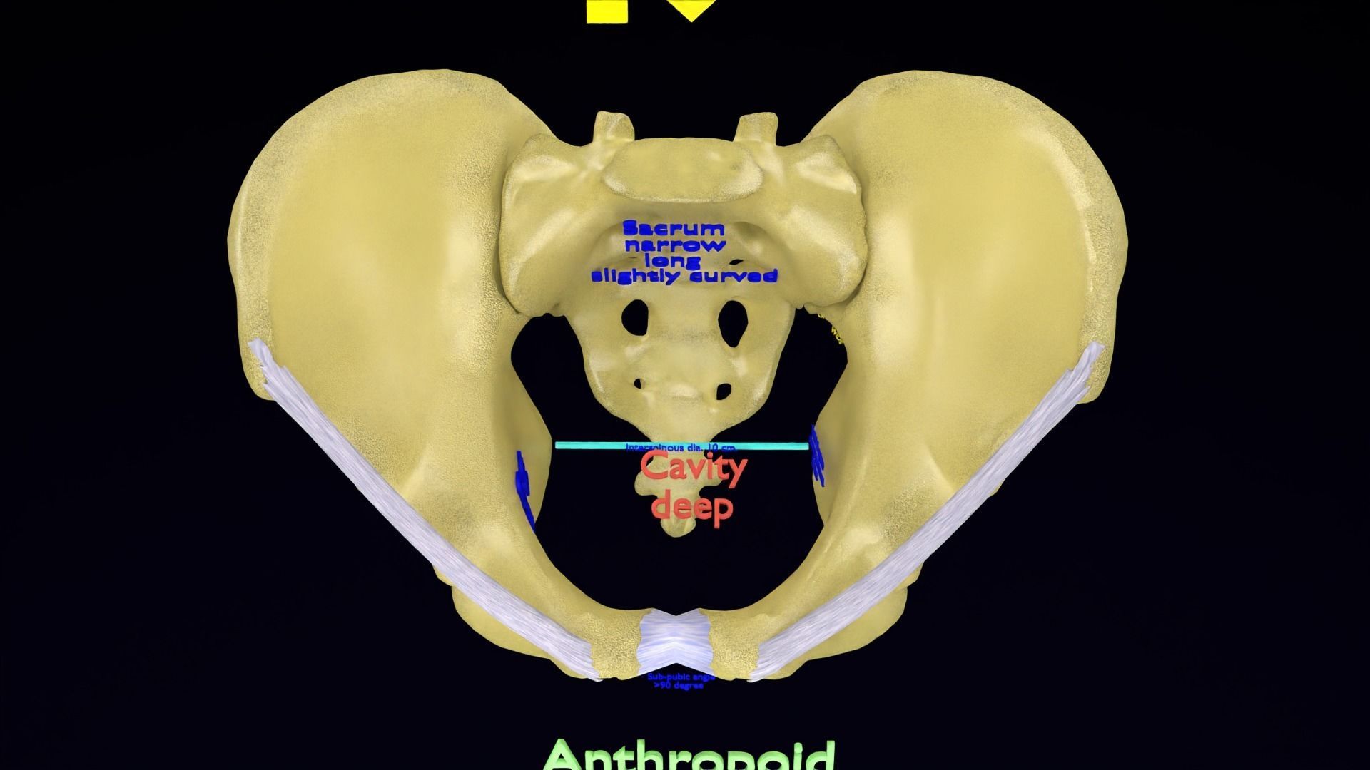 Pelvis types hip bone labelled detailed 3D model animated | CGTrader