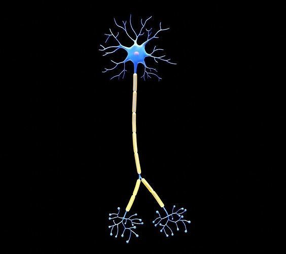 Neuron Cell Structure 3D model | CGTrader