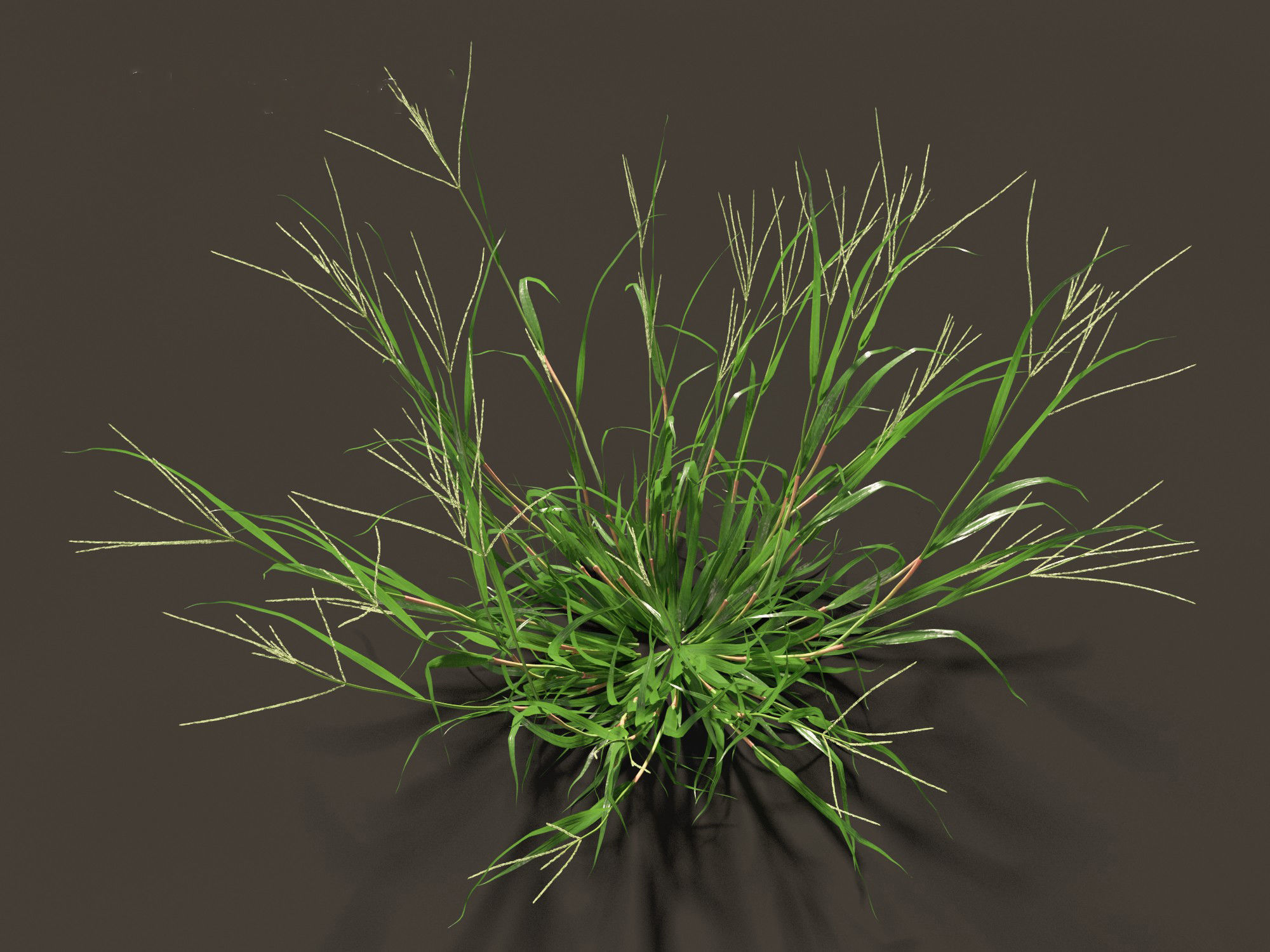 Dactyloctenium Aegyptium Egyptian Crowfoot Grass 01 3d Model Cgtrader