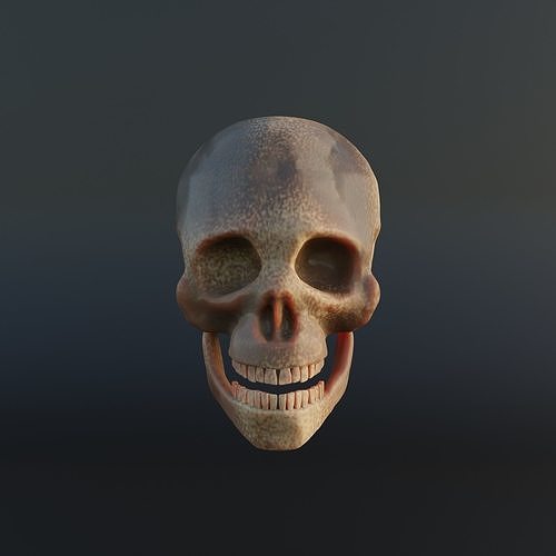 Normal and Decayed Skull - 3D Model 3D model | CGTrader