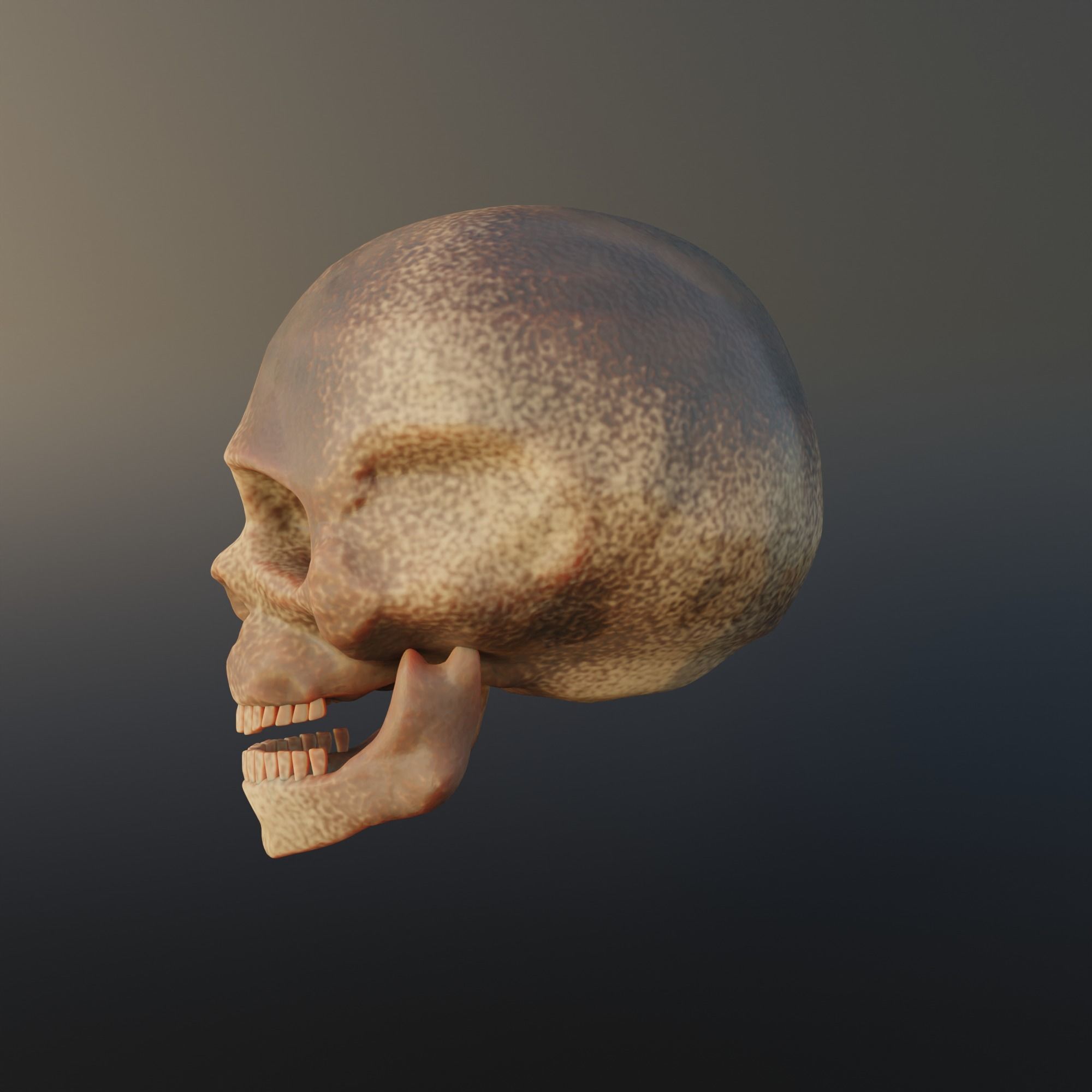 Normal and Decayed Skull - 3D Model 3D model | CGTrader