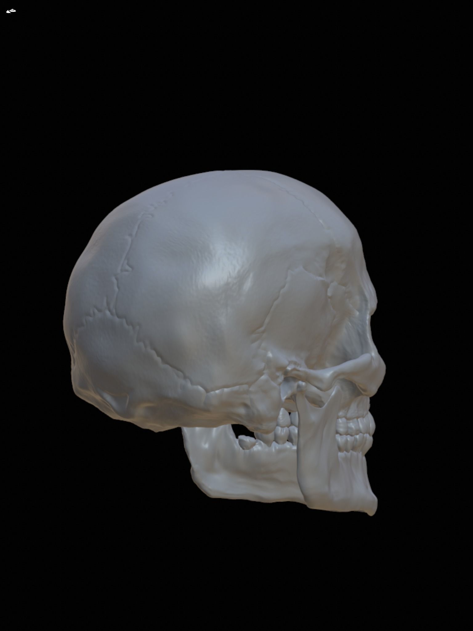 Skull 3D model | CGTrader