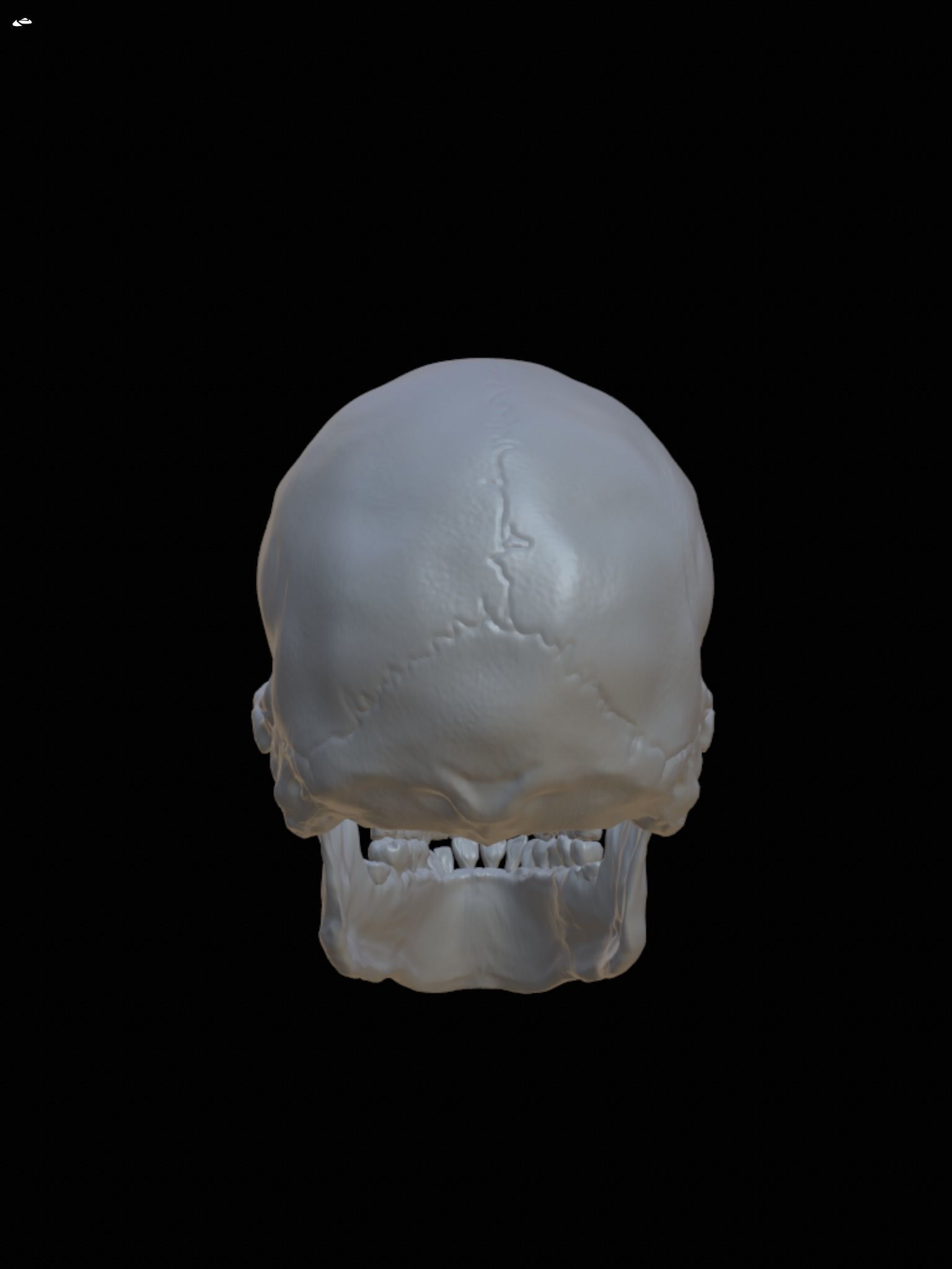 Skull 3D model | CGTrader