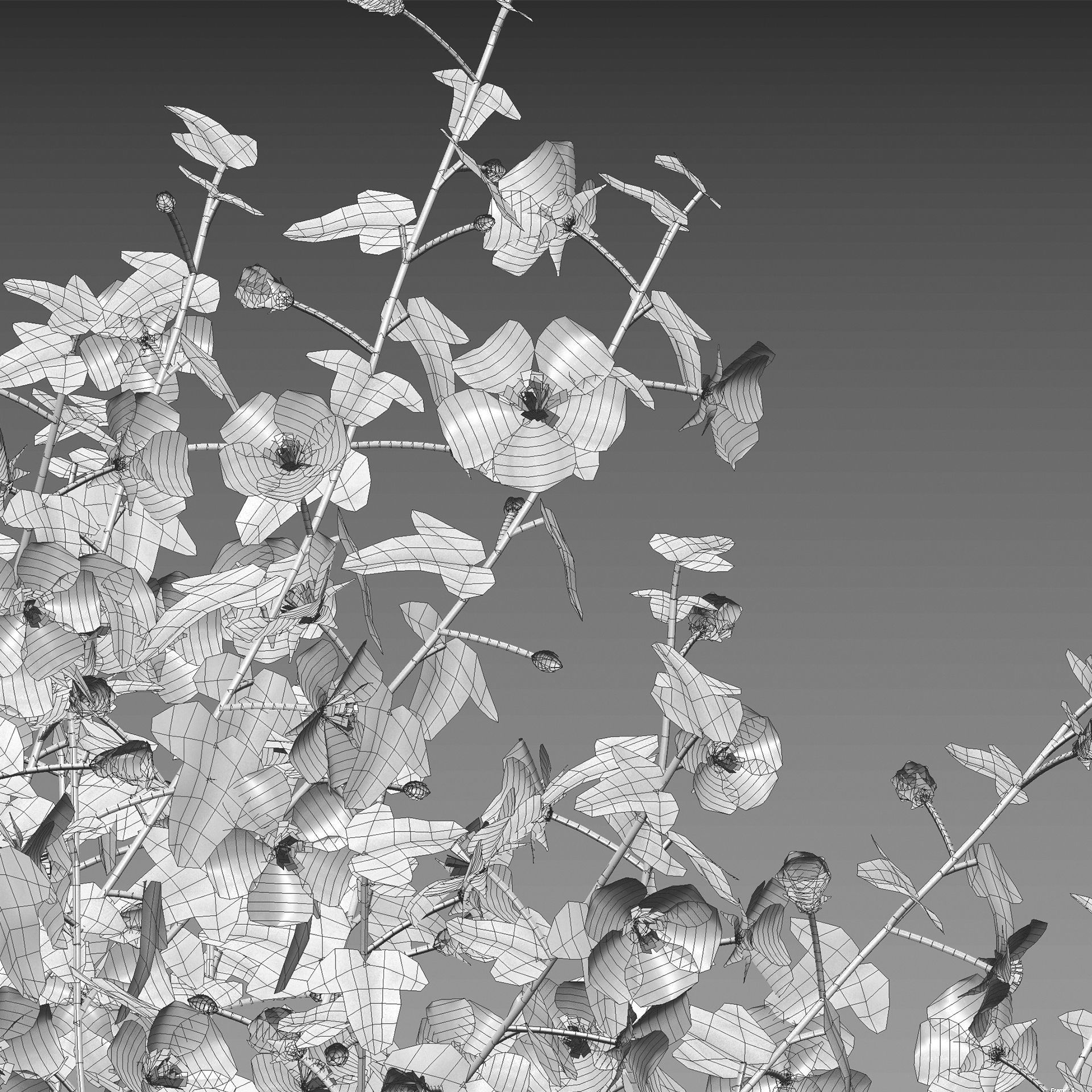 Anisodontea capensis - African Mallow 01 3D model | CGTrader