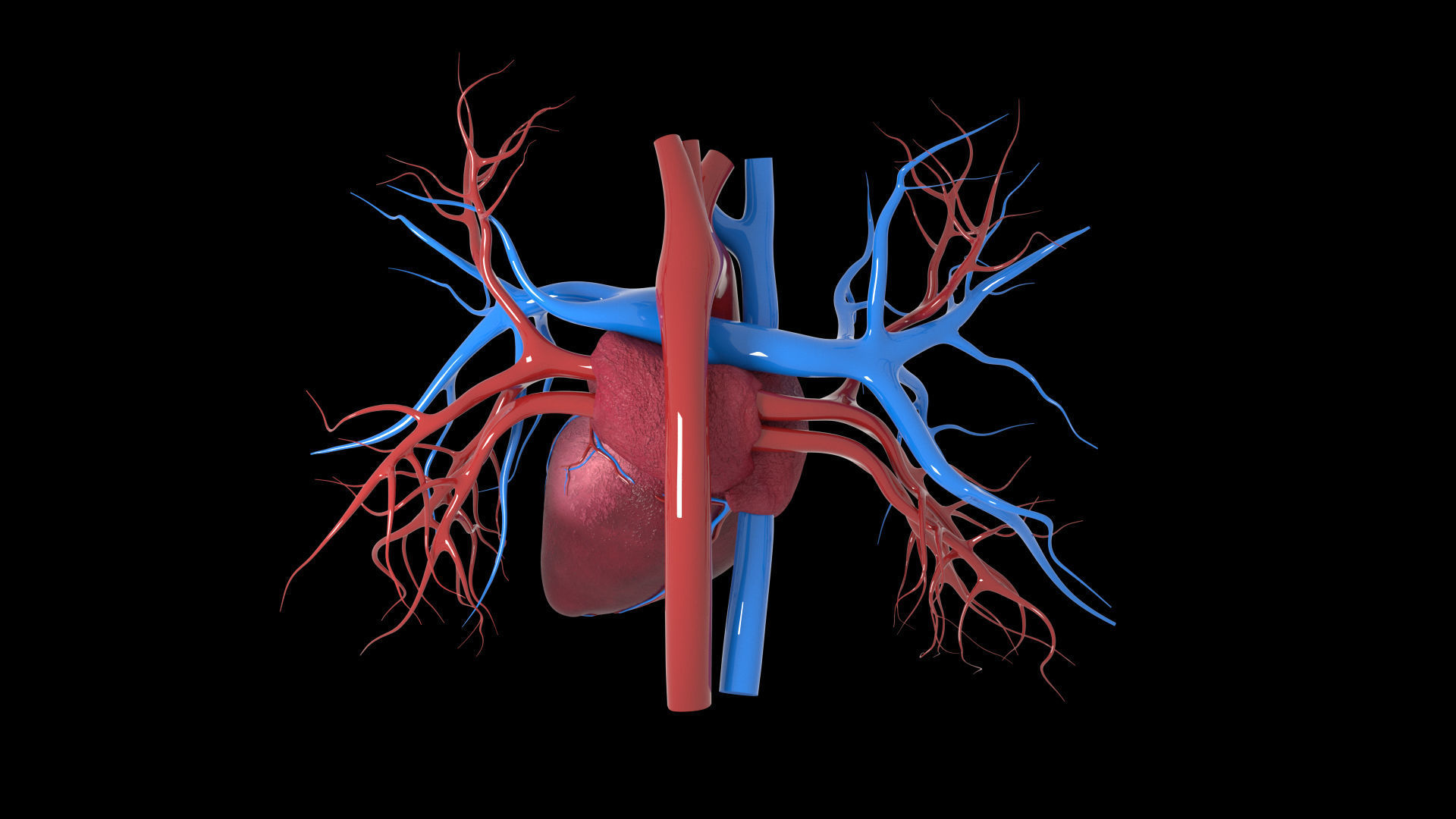 Human Heart Organ 3D model | CGTrader